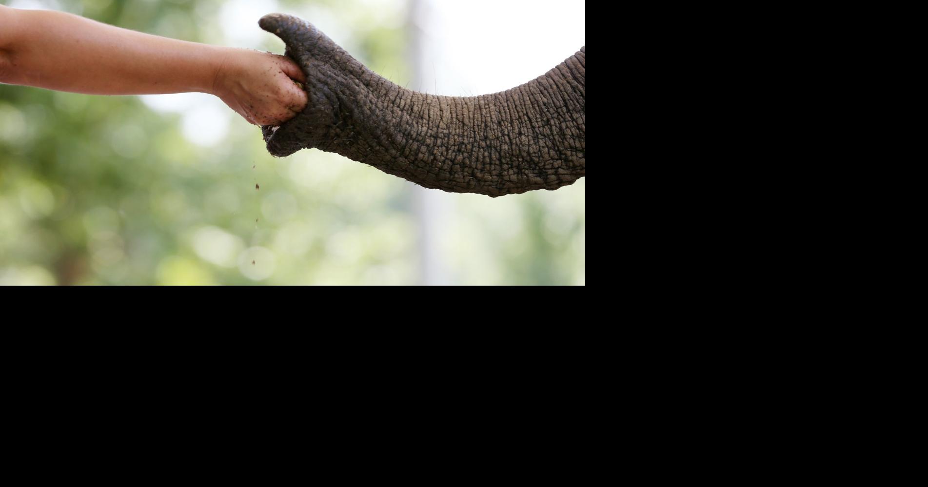 Toby and Mickey, two African elephants who lived at Grant's Farm, have died