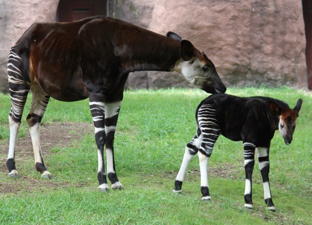 Rare baby okapi calf to debut at St. Louis Zoo : News