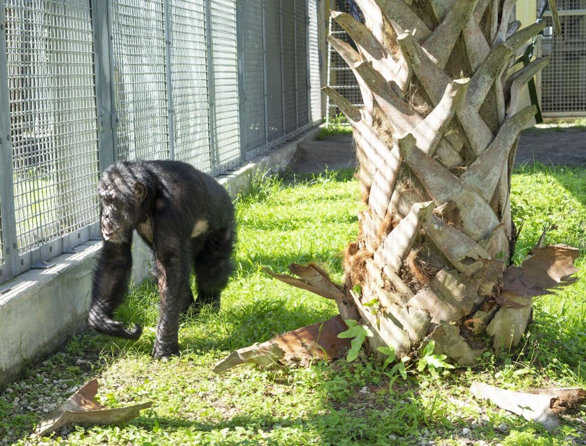 Missouri woman who falsely claimed movie chimp was dead ordered to pay ...