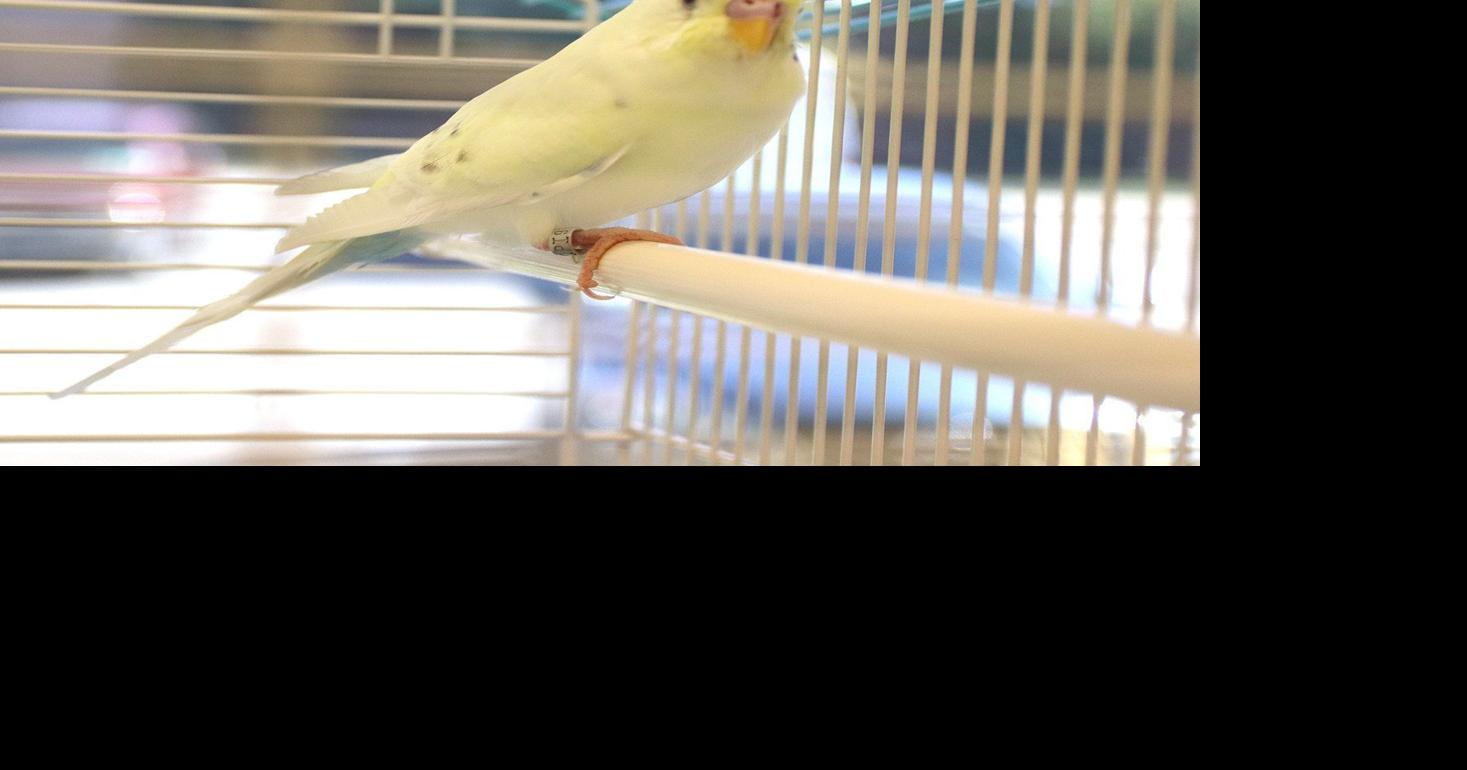 Adopt these pets: A bird, a bunny and a polydactyl kitten