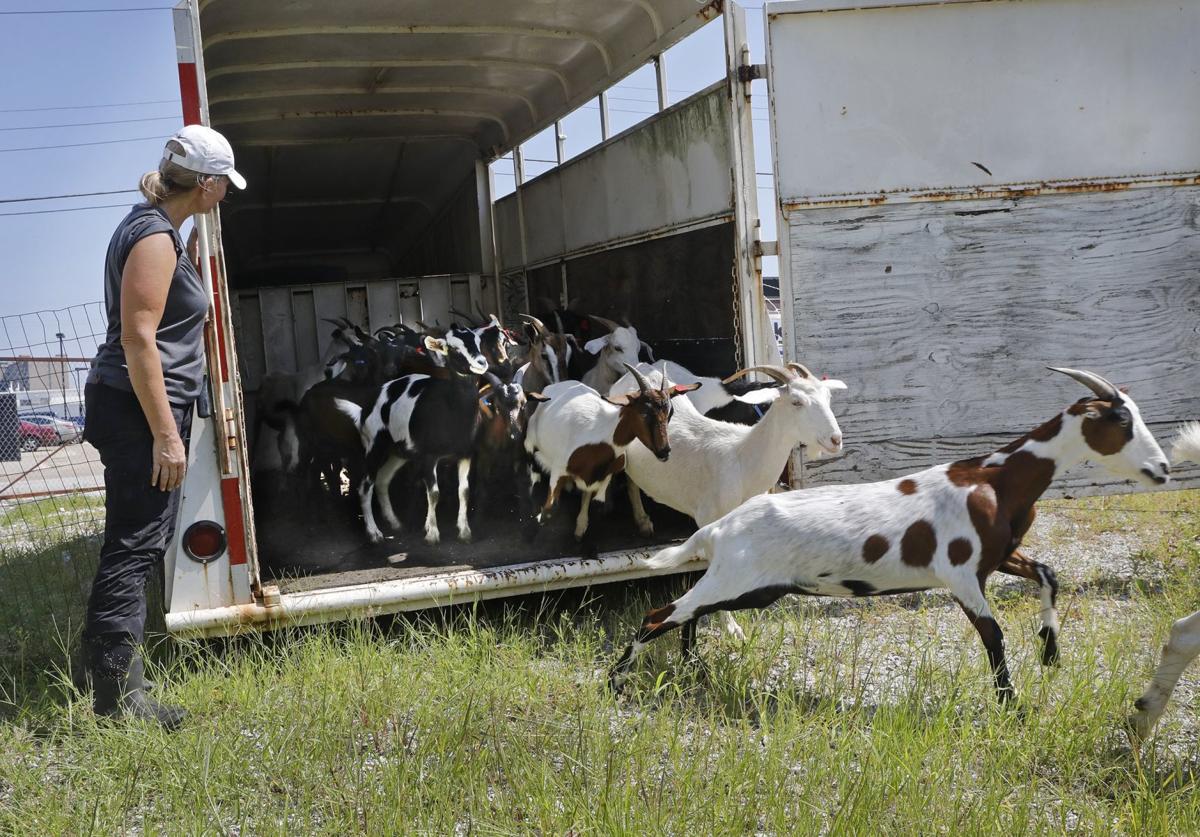 Goats horn in on some of St. Louis’ overgrown yards, make hay of weeds