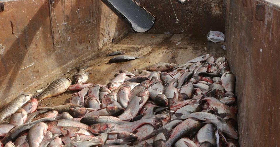 Missouri not ready to copy Illinois in renaming invasive carp as ‘Copi’