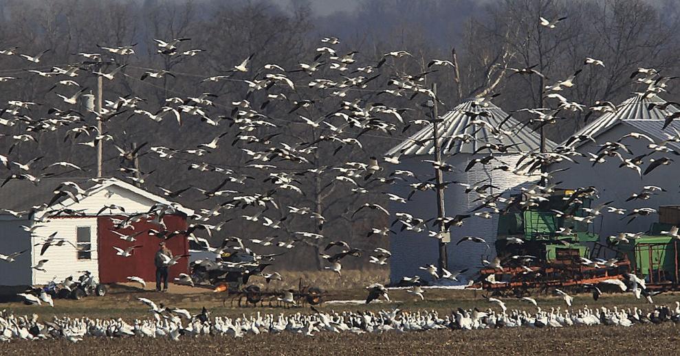 Thousands of snow geese making a pit stop in the St. Louis area