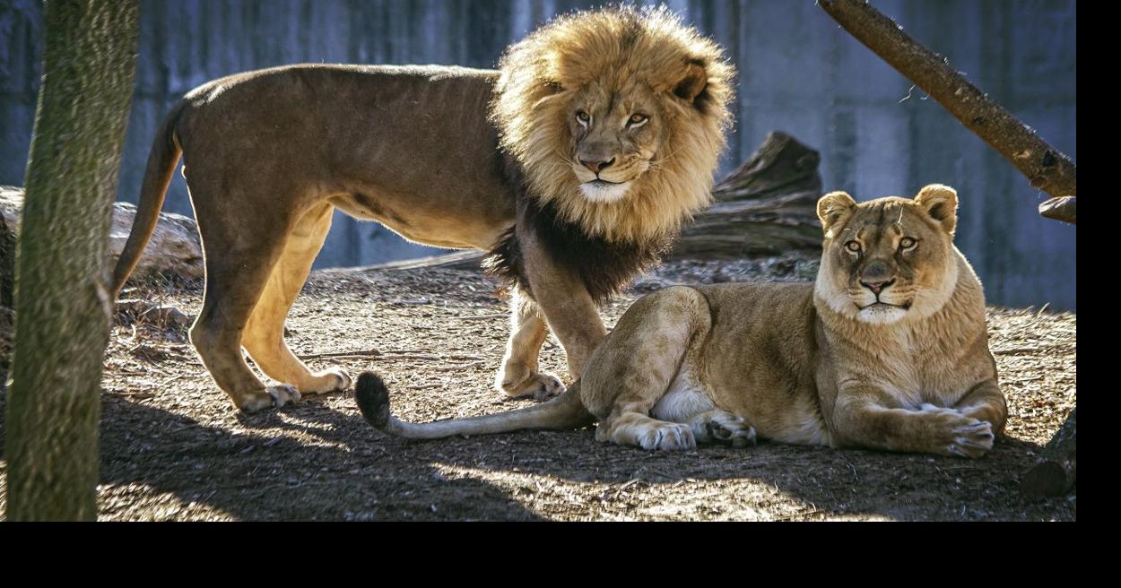 Cabara, the St. Louis Zoo’s last lion, dies at 19