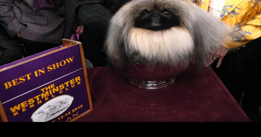 Pekingese wins best in show
