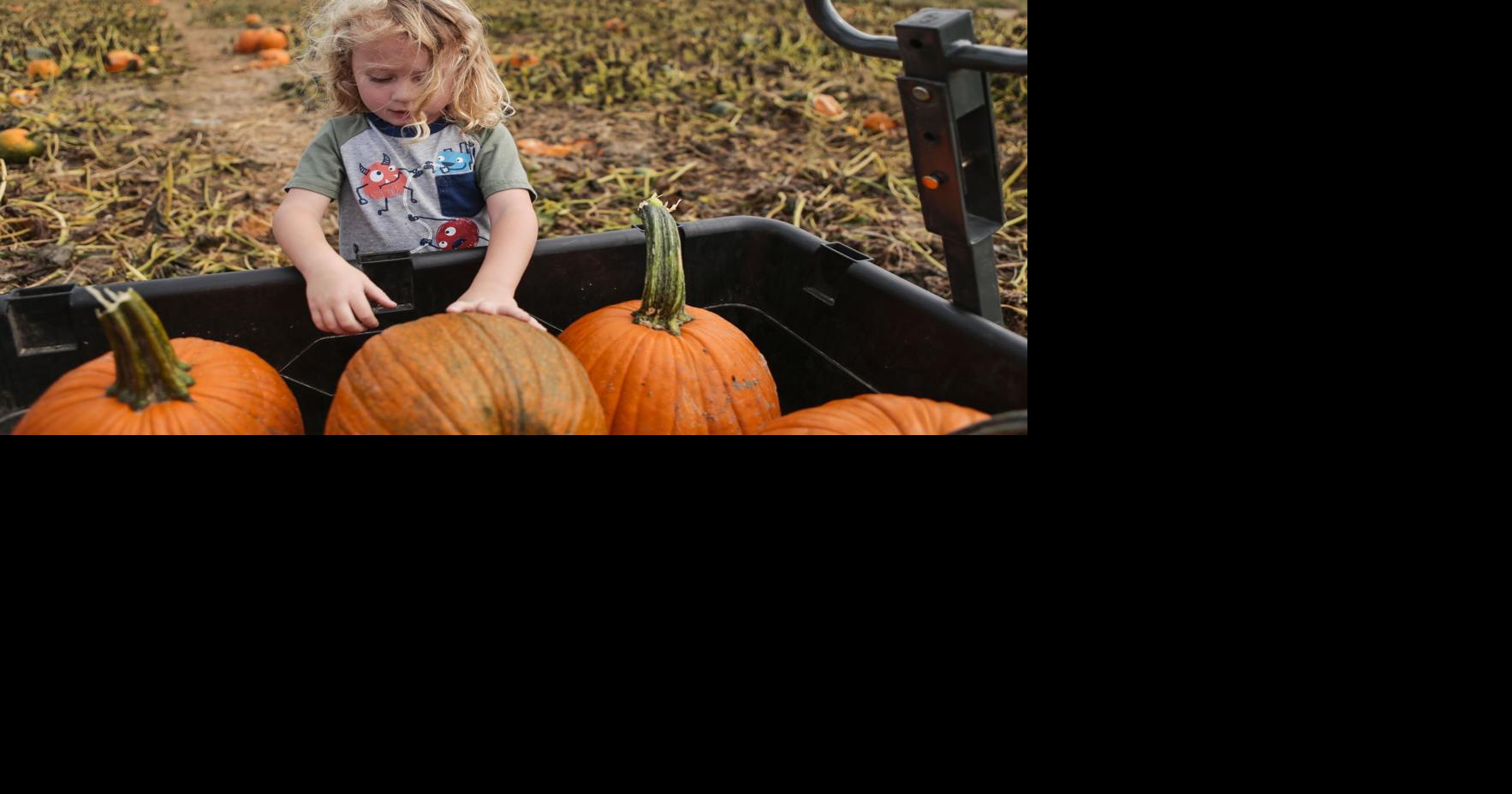 Photos: Pumpkin picking at Relleke Pumpkin Patch