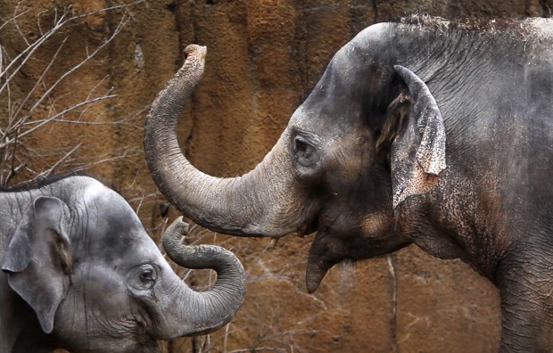 St. Louis Zoo elephant Ellie is expecting her third calf