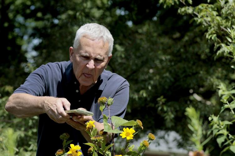 Belleville ‘citizen scientist’ finds rare parasitic bee in his front garden