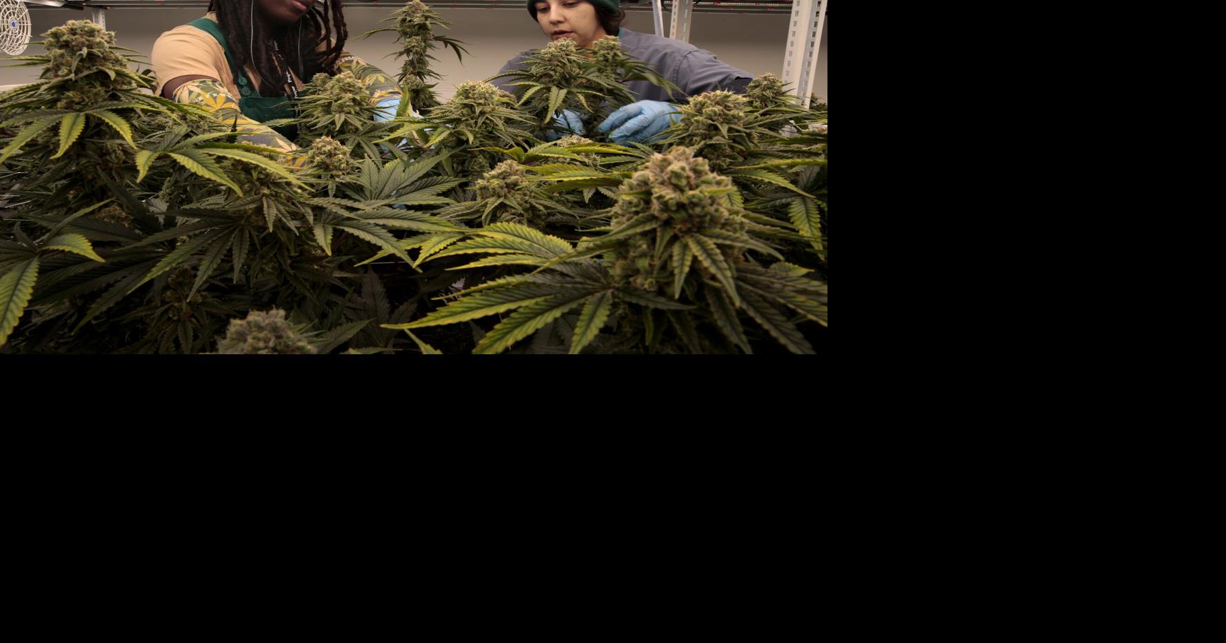 Auditor blasts rollout of Missouri's marijuana program