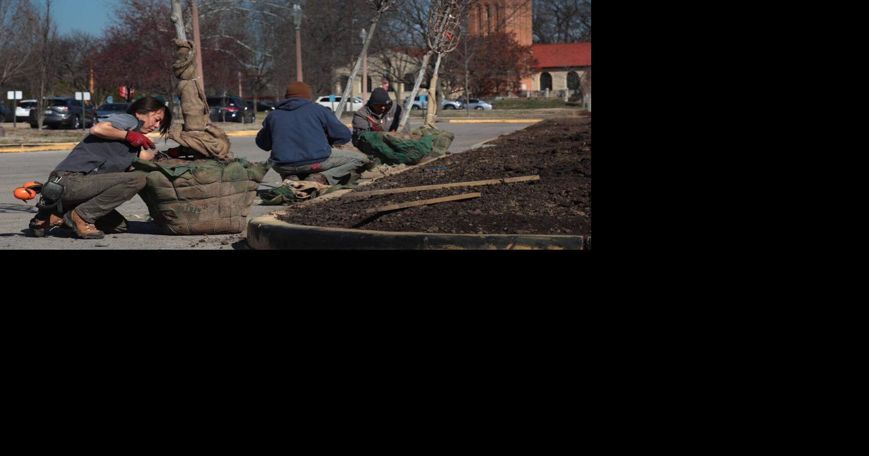 Pearing back: Forest Park embarks on project to replace invasive trees