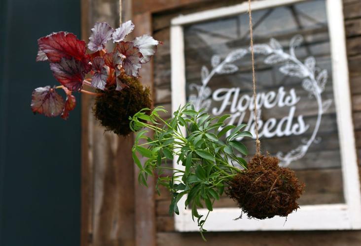 String gardens take houseplants to new heights