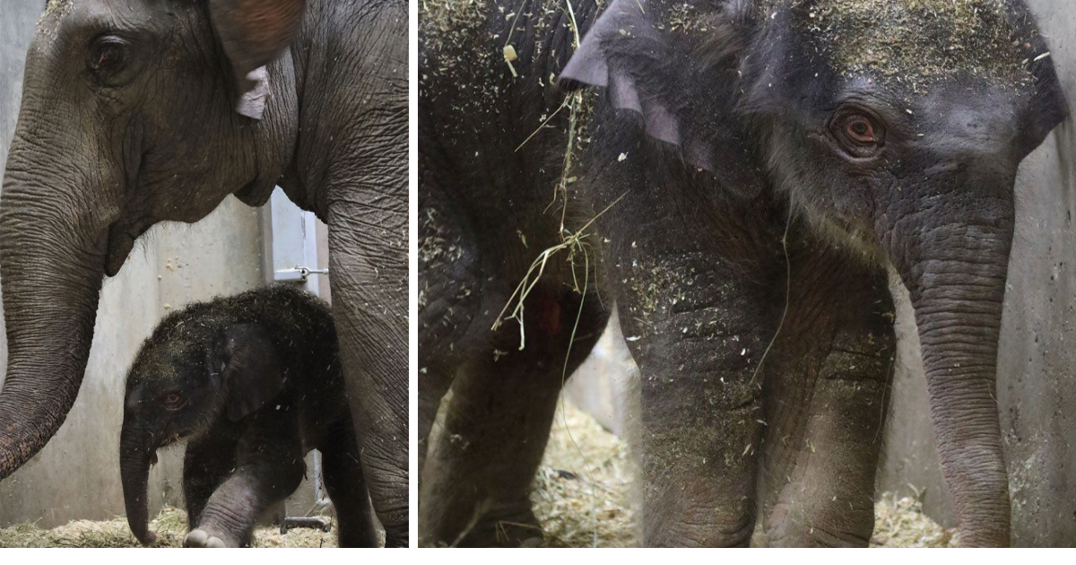 It's a boy! A 250-plus-pounder born to Asian elephant Rani at St. Louis Zoo