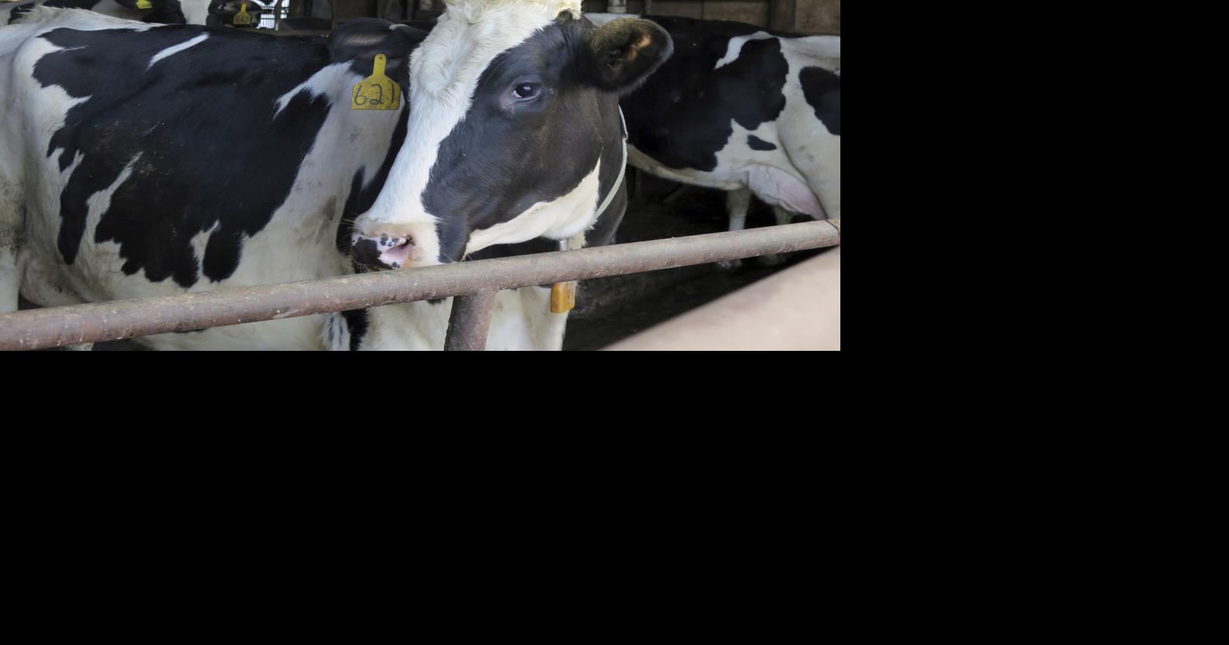 Blue Sky Science: How do cows make milk?