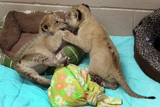 St. Louis Zoo hand-raising two lion cubs; two other cubs don't survive