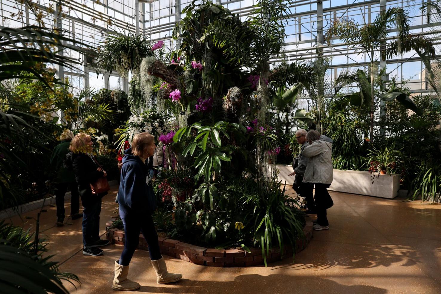 Photos: Orchid Show at Missouri Botanical Garden displays diversity of ...