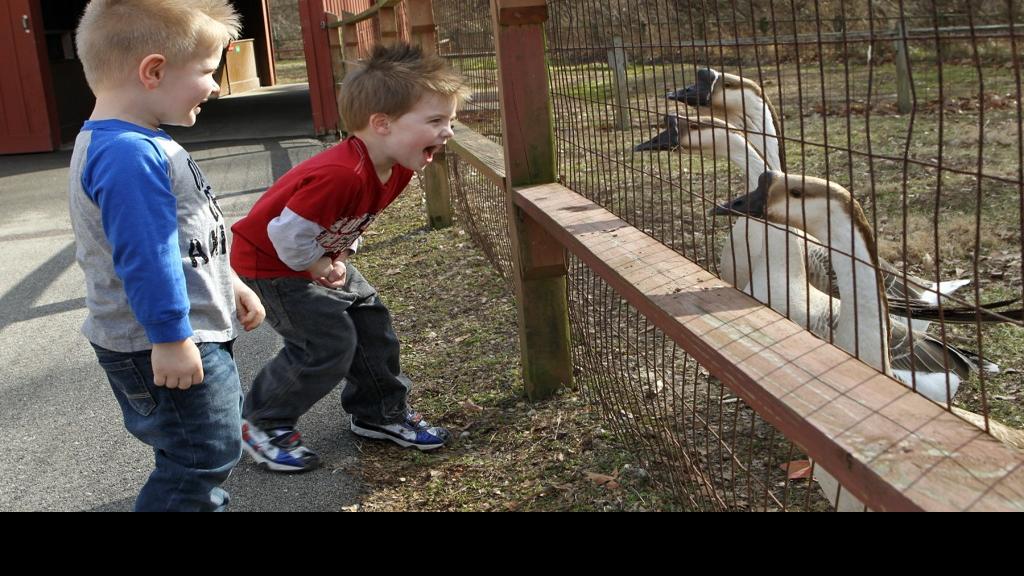 St. Louis County culls herd at Suson Park | Metro | stltoday.com
