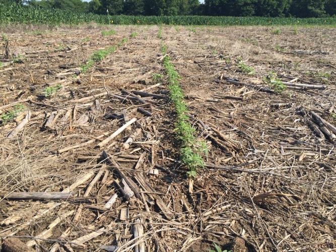 Hemp launch opens new era in Missouri agriculture