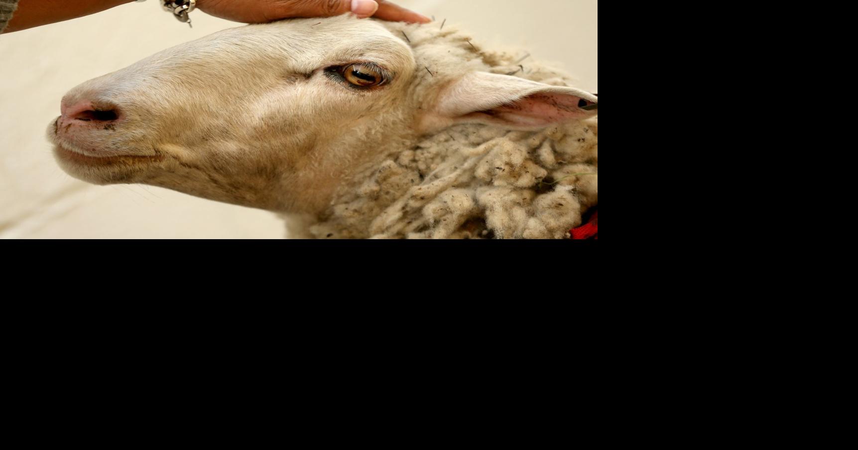 Photos: Shrek the stray sheep set to be sheared on Sunday