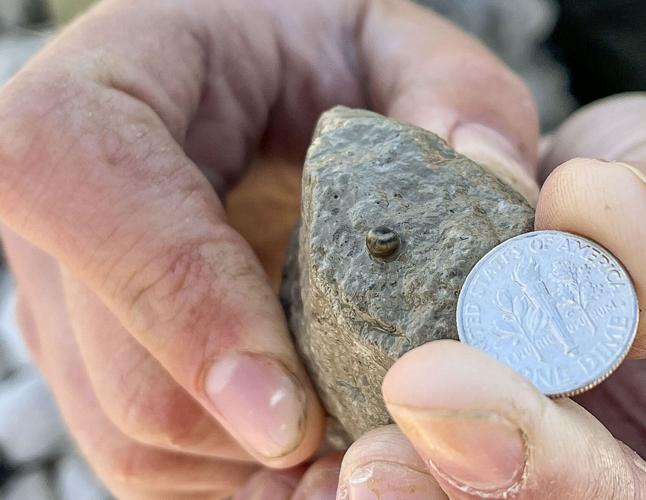 A prehistoric fish is endangered in Missouri and Illinois. But it's ...