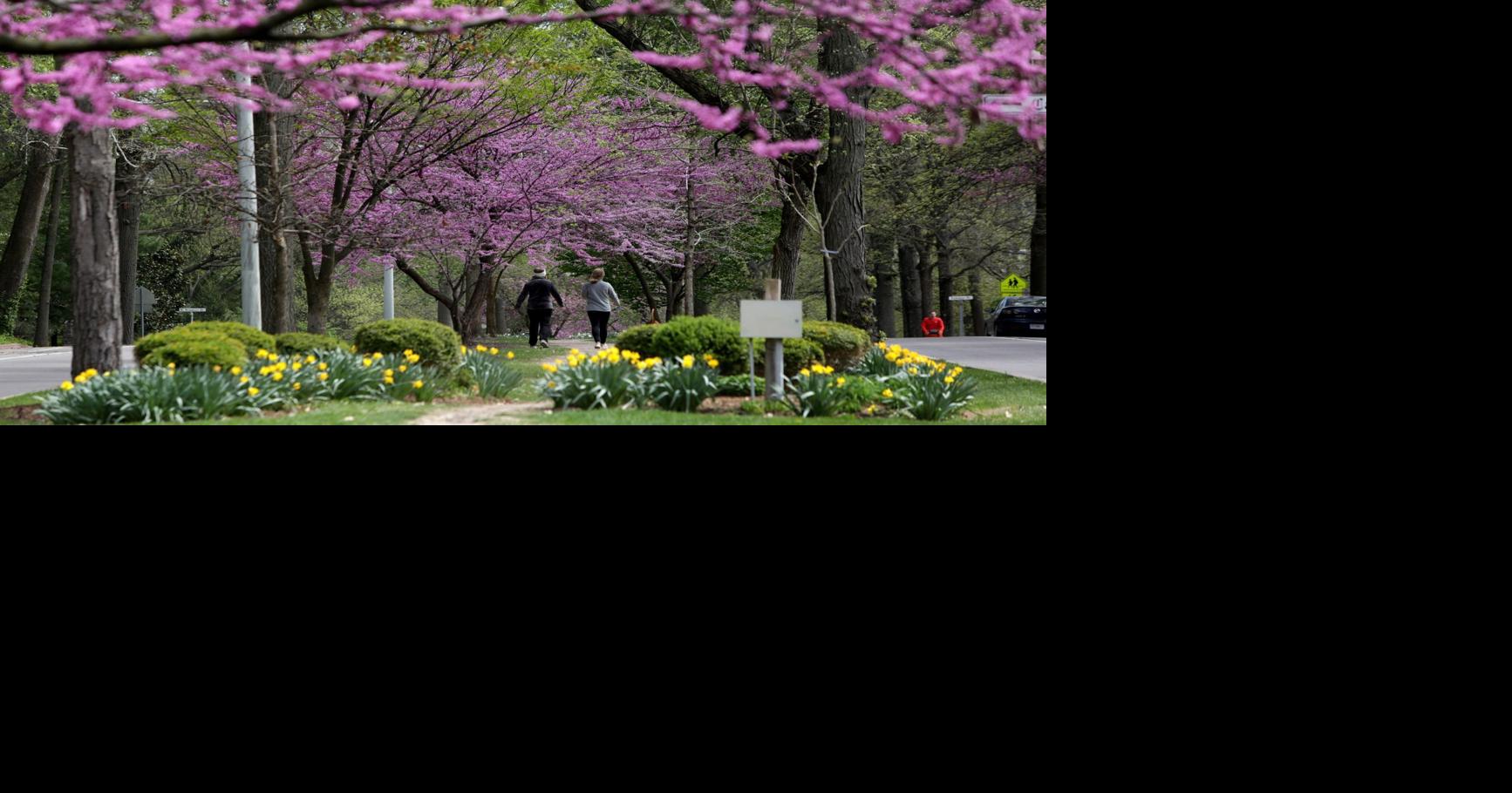 Signs of spring around St. Louis brighten the mood during these trying ...