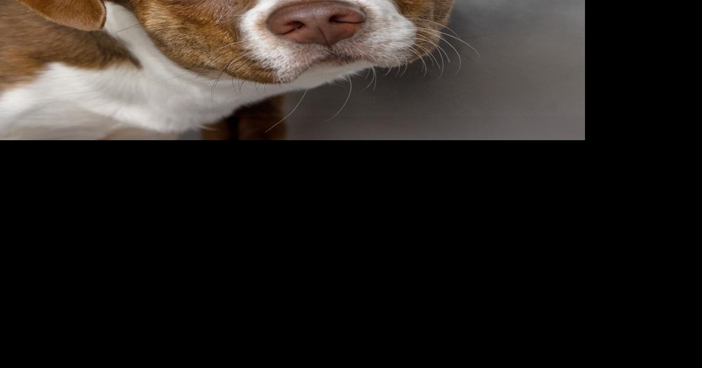 Humane Society of Missouri pets for adoption