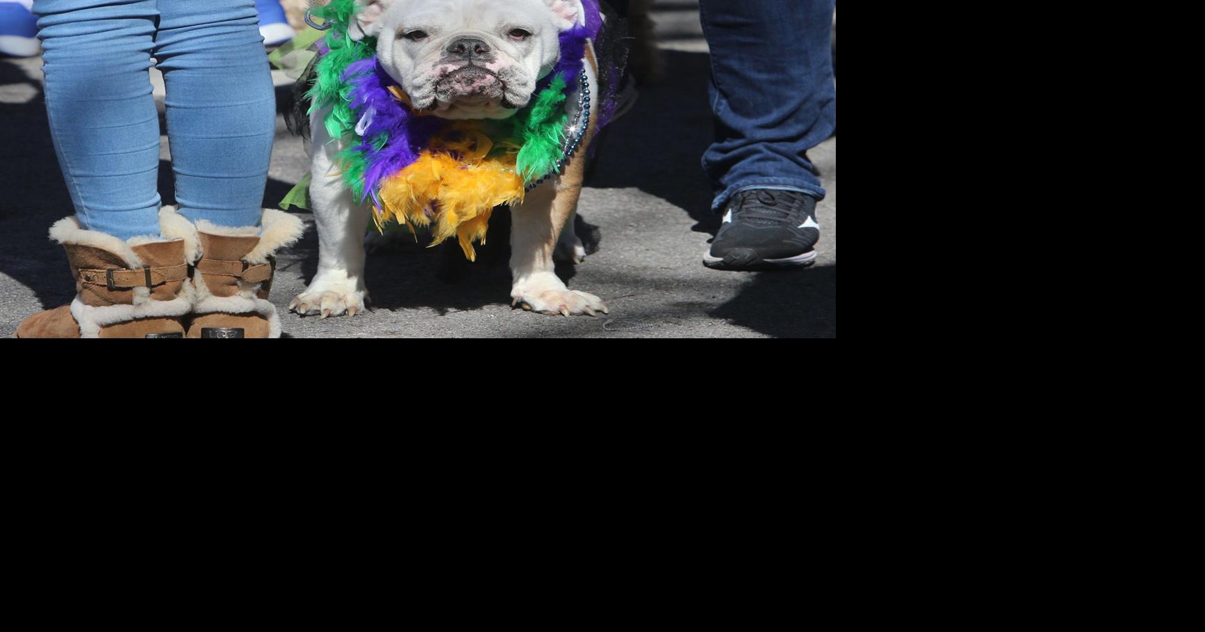 Photos: These dogs have their day during the Pet Parade in Soulard