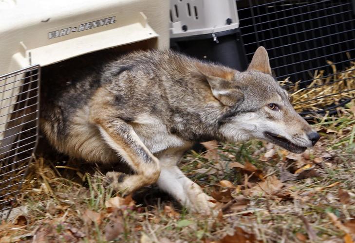Rare red wolves find a new home at the Endangered Wolf Center near Eureka