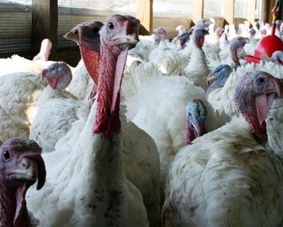 Cargill stops using human antibiotic to prevent disease in turkeys