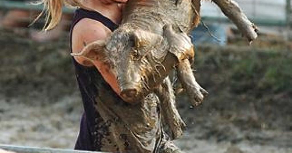 Greased pig scramble is good, clean, messy fun
