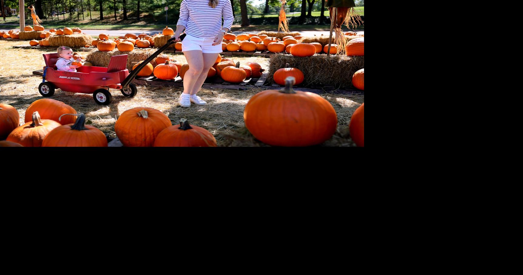 Pickin' perfection at the pumpkin patch