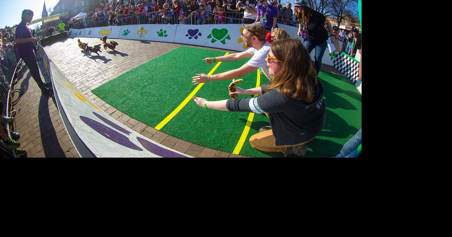 After Beggin’ Pet Parade, dashing dachshunds will race in Wiener Dog Derby