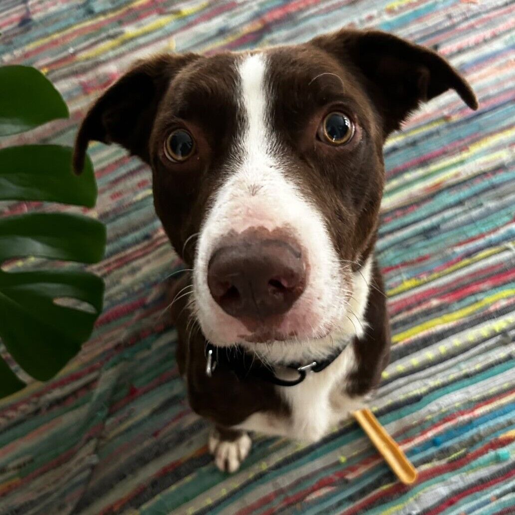 Meet our pets of the week: A cattle dog mix, a pit bull mix and a horse