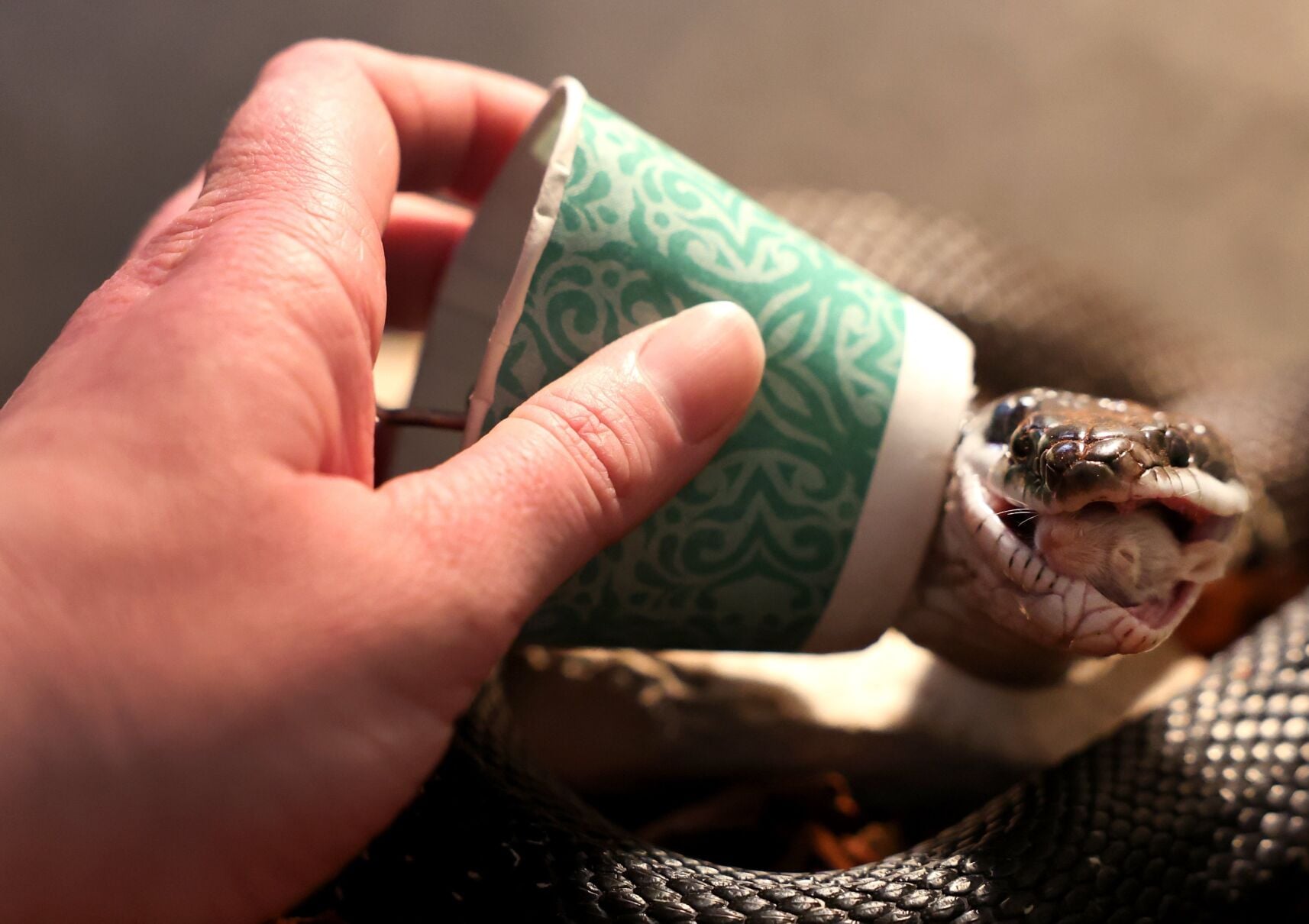 Two-headed snake on display at Powder Valley