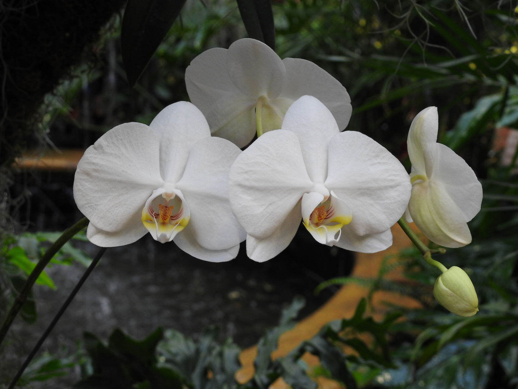 Watering moth orchids with ice cubes is a myth