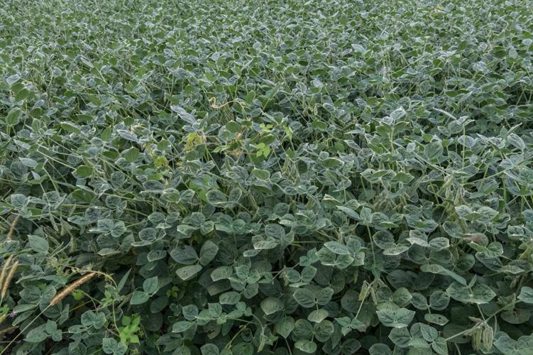 ‘Buy it or else’: Inside Monsanto and BASF’s moves to force dicamba on ...