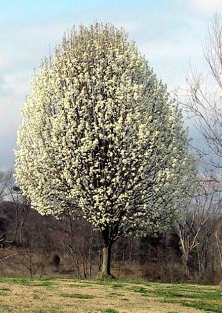 Bradford pear trees are an invasive species, too | Letters to the ...