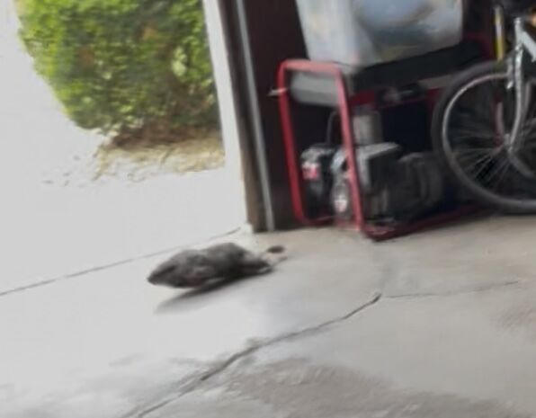 Demon rodent in garage got best of me in home adventure