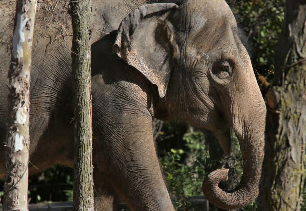 Zoo elephants getting fat, study says. Or is that curvy?