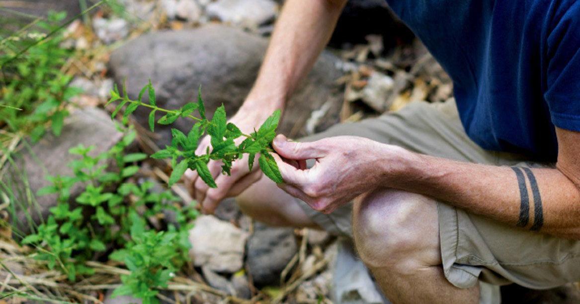 Acclaimed foraging chef Rob Connoley releases cookbook; STL restaurant next