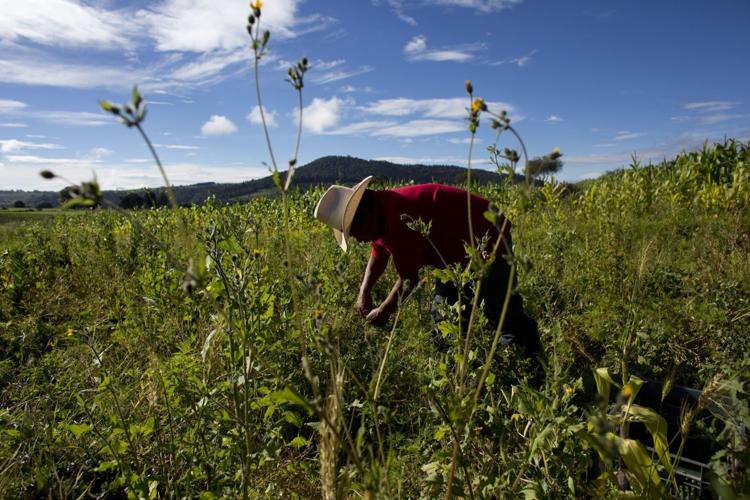 Swarms of fireflies in Illinois give enthusiasts hope that insect can ...