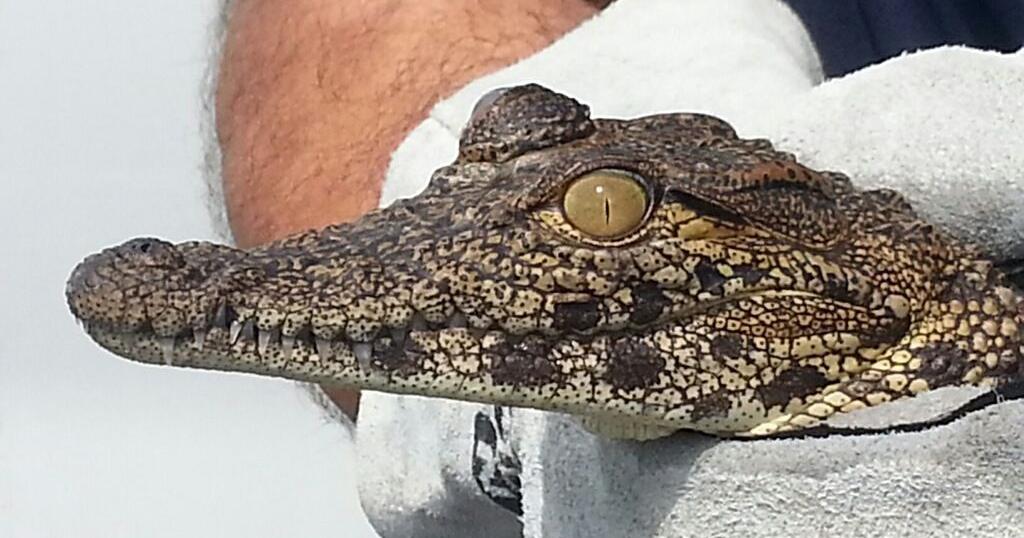 Crikey! Crocodile captured in West County pond