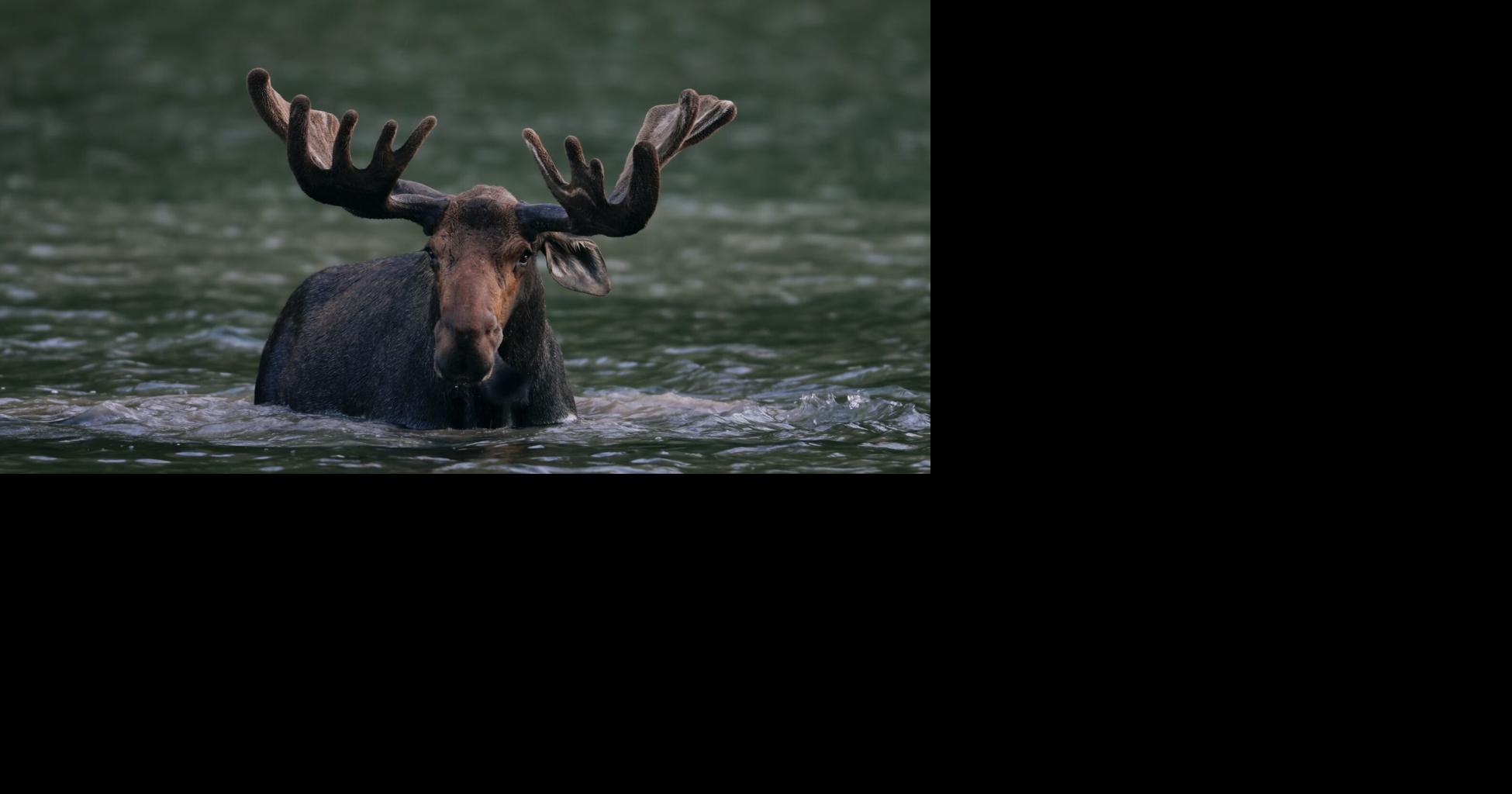 New IMAX nature film has its premiere at St. Louis Science Center