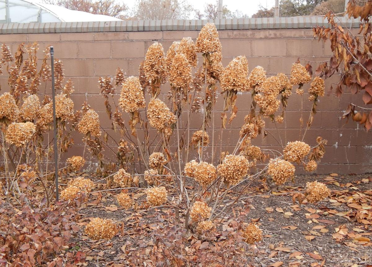 You can deadhead hydrangeas any time