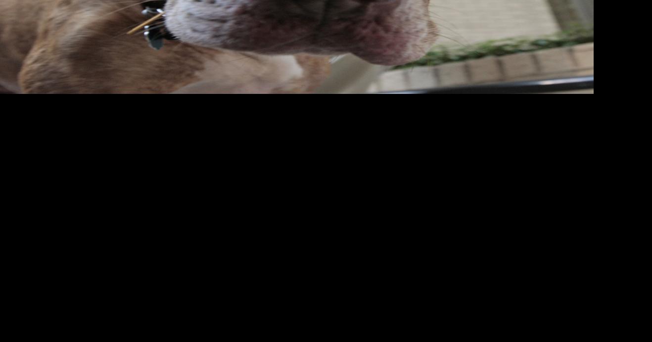 No parole for Ala. dog torturer; victim attends hearing