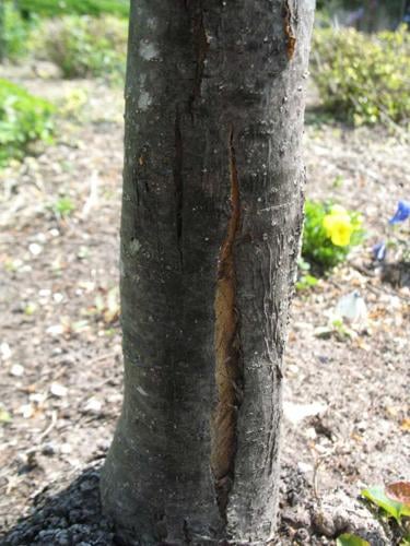 Thin-barked trees could use a little protection