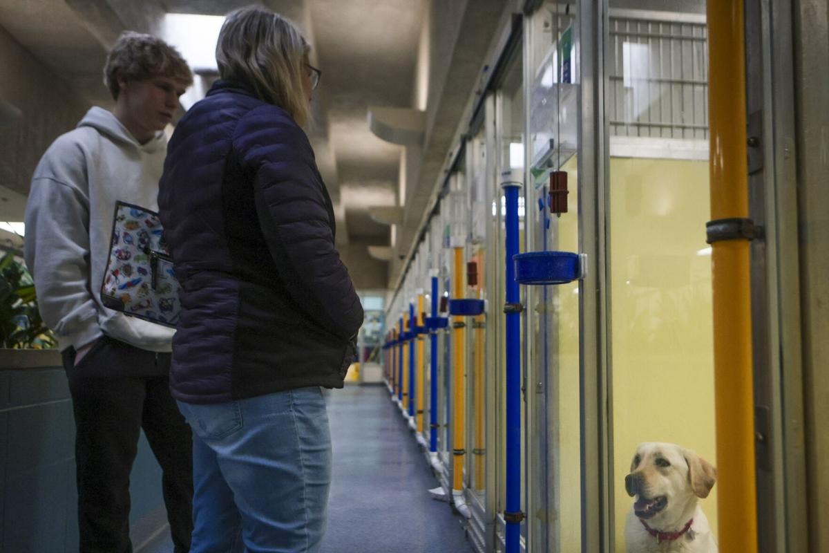 First yellow Lab rescued this week by Humane Society of Missouri is ...