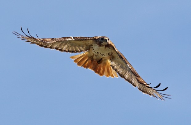 Family of hawks has bird's eye view at Ballwin baseball complex
