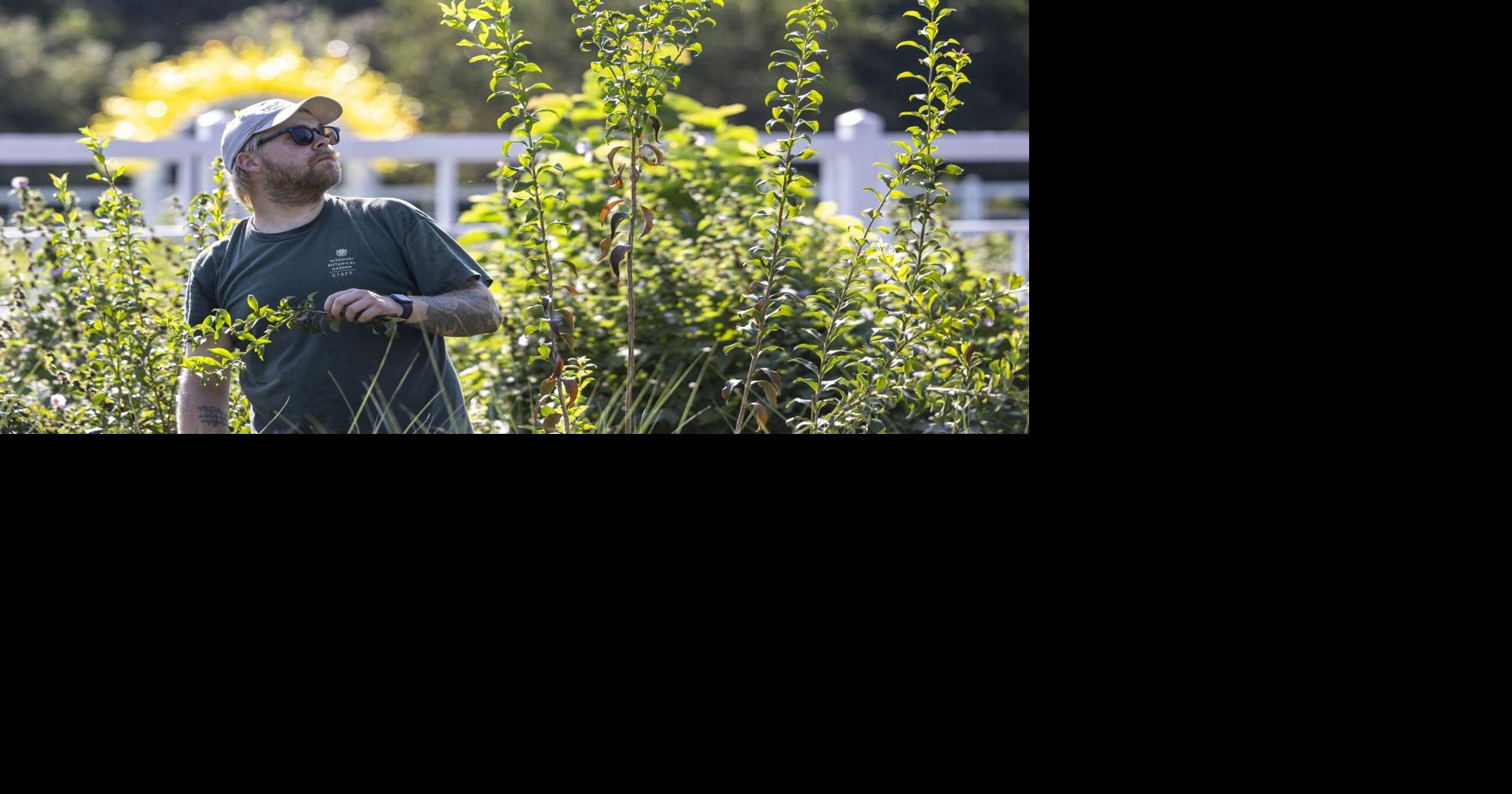 MoBot's new flowerbeds contain hard-to-find, rare plants