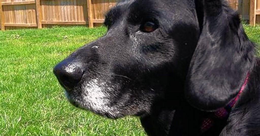 Local efforts help save dog's life