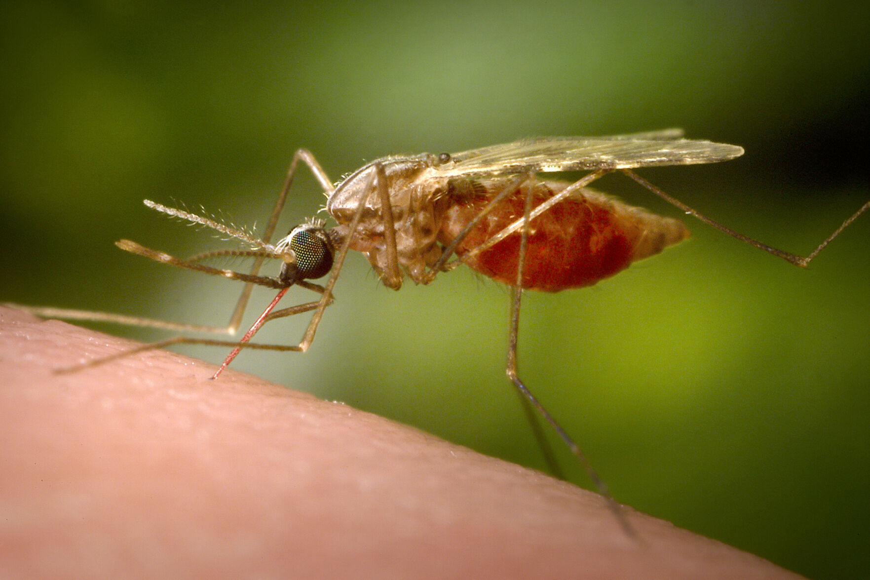West Nile virus is 'serious public health concern' in Missouri, state ...